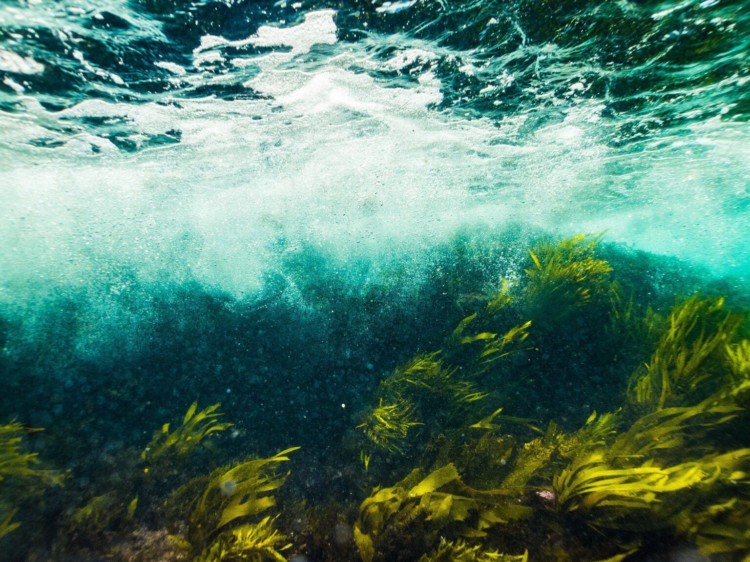 Seaweed and solar energy join hands at sea | CDE Almería - Centro de ...