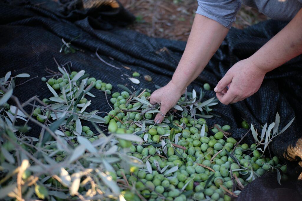 The European Commission has approved the registration of a new ...